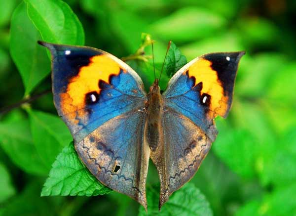 Dali Butterfly Spring