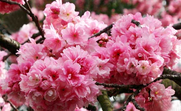 Dali Butterfly Spring