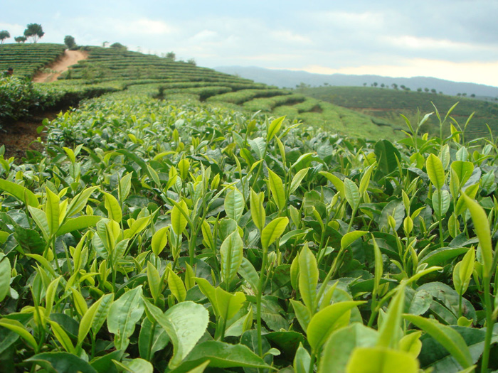Yunnan Dianhong Tea: Black Tea Benefits, Caffeine, Taste in China