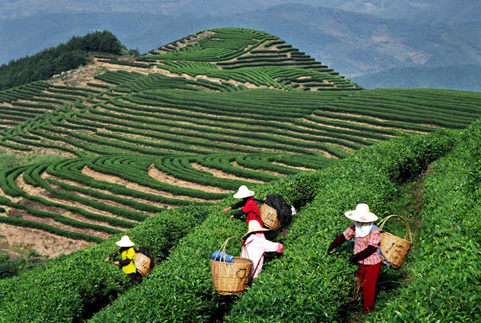 Yunnan Pu'er Teas: Pu-erh Tea Benefits, Caffeine, Taste in China